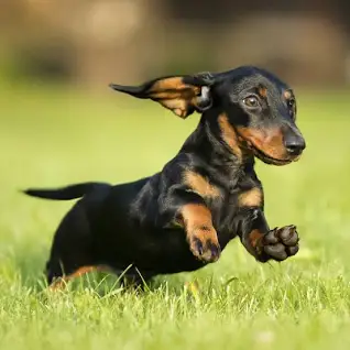 Main Page | Pawsitive