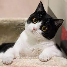 Main Page | Pawsitive